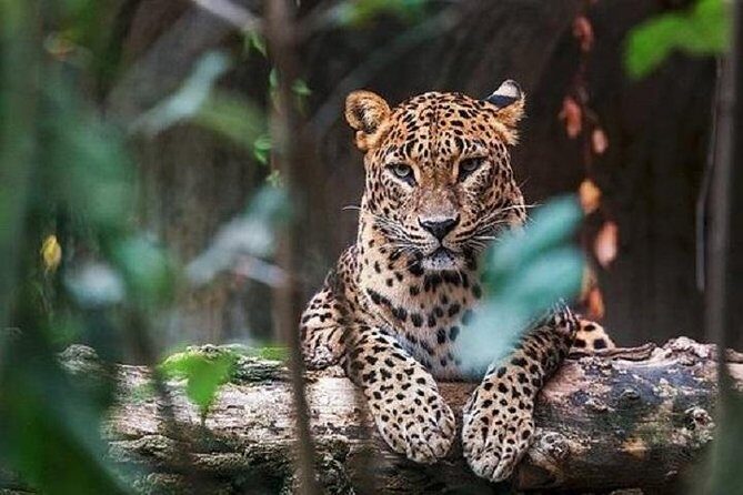 Arugambay to Yala National Park - Kumana National Park Safari - Introduction