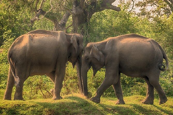 Arugambay to Yala National Park - Kumana National Park Safari - What Makes This Tour Stand Out?