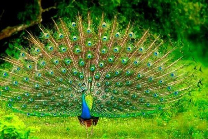 Arugambay to Yala National Park - Kumana National Park Safari - Deep Dive into the Experience