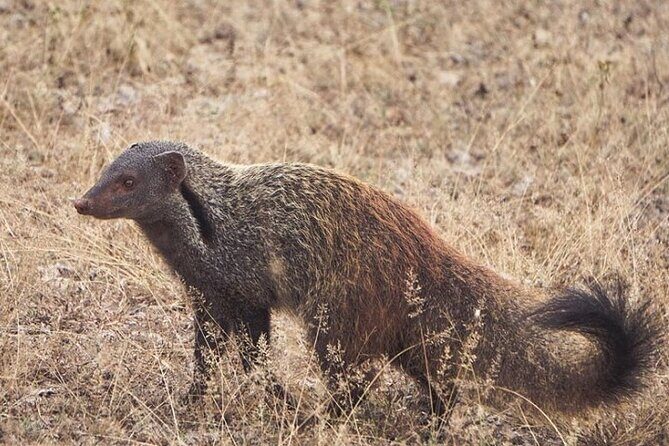 Arugambay to Yala National Park - Kumana National Park Safari - The Sum Up