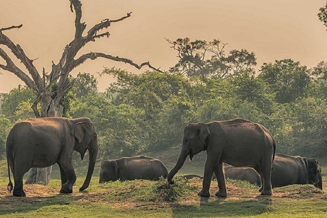 Arugambay to Yala National Park - Kumana National Park Safari - FAQ