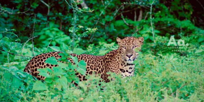 Arugambay to Yala: Wild Safari + Drop-off Flexibility - Key Points