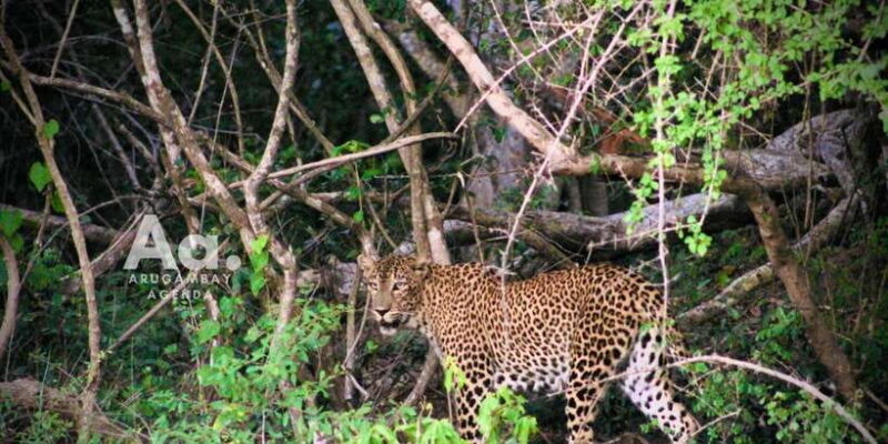 Arugambay to Yala: Wild Safari + Drop-off Flexibility - An Authentic and Practical Safari Experience