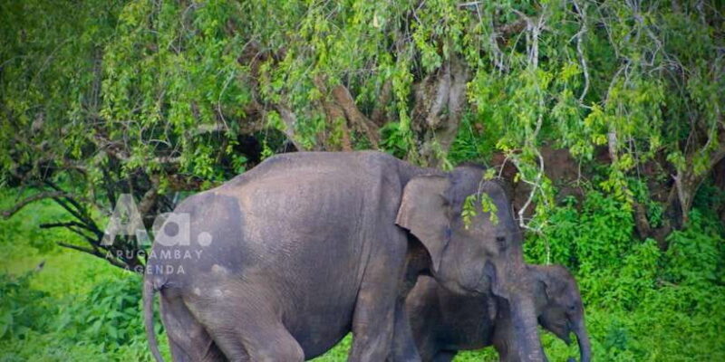Arugambay to Yala: Wild Safari + Drop-off Flexibility - The Experience in Perspective