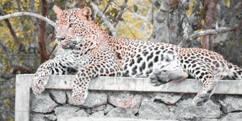 Arugambay to Yala: Wild Safari + Drop-off Flexibility - Who This Tour Is Best Suited For
