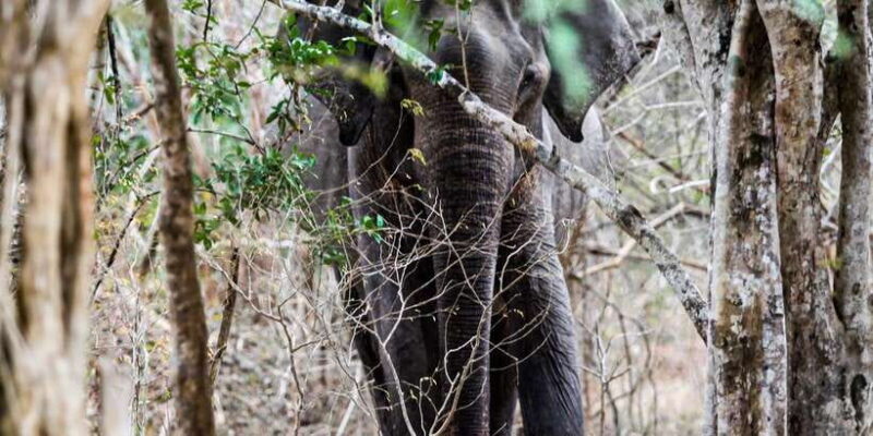 Arugambay to Yala: Wild Safari + Drop-off Flexibility - The Sum Up