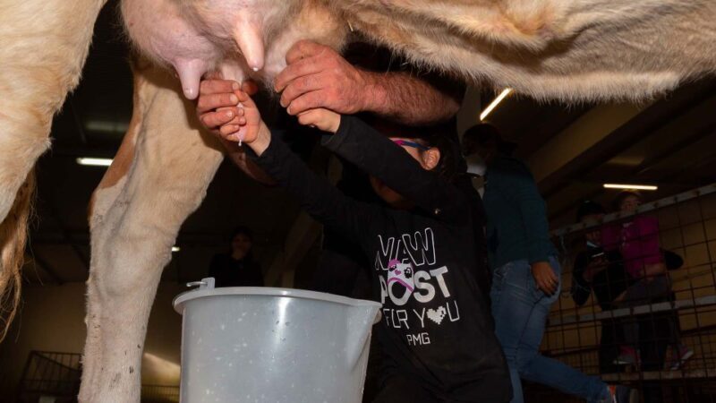 Arzana: Day with a shepherd w/ lunch in a farm - A Deep Dive into the Experience