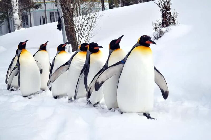 Asahiyama Adventure: Zoo+Waterfalls & Blue Pond Day Tour - Analyzing the Value