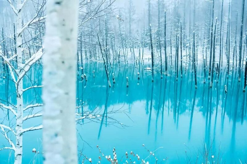 Asahiyama Adventure: Zoo+Waterfalls & Blue Pond Day Tour - The Sum Up