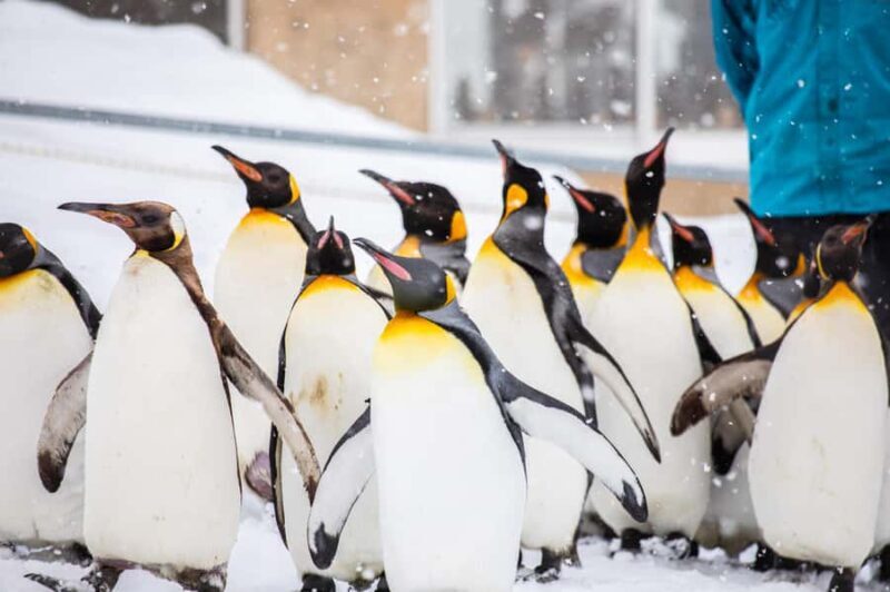 Asahiyama Zoo & Bibai Snow Land Snow Play Experience - Key Points