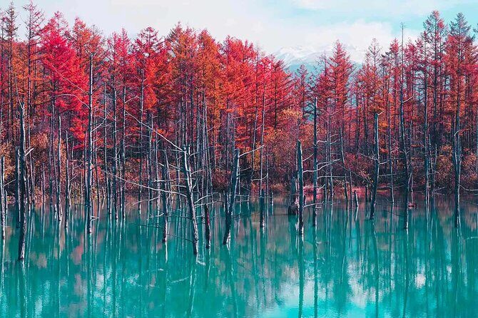 Asahiyama Zoo, Biei tree, Shirohige Falls and Blue Pond Day Tour - Rest Stop: A Chance to Recharge