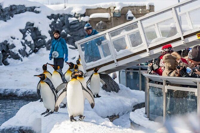 Asahiyama Zoo, Christmas Tree, Fairy Terrace Day Tour | Hokkaido - A Deep Dive into the Itinerary