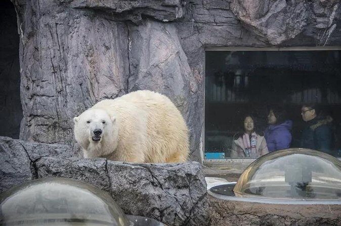 Asahiyama Zoo One-Day Tour - What Travelers Say