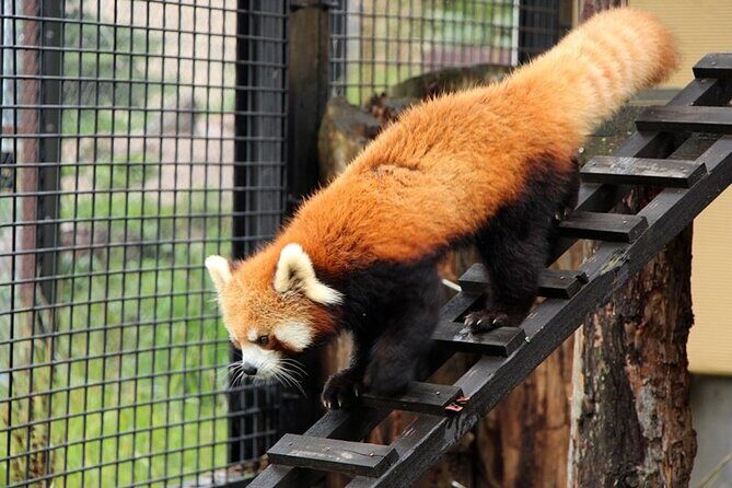 Asahiyama Zoo One-Day Tour - Final Thoughts: Is This Tour Right for You?