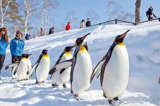 Asahiyama Zoo One-Day Tour - FAQ