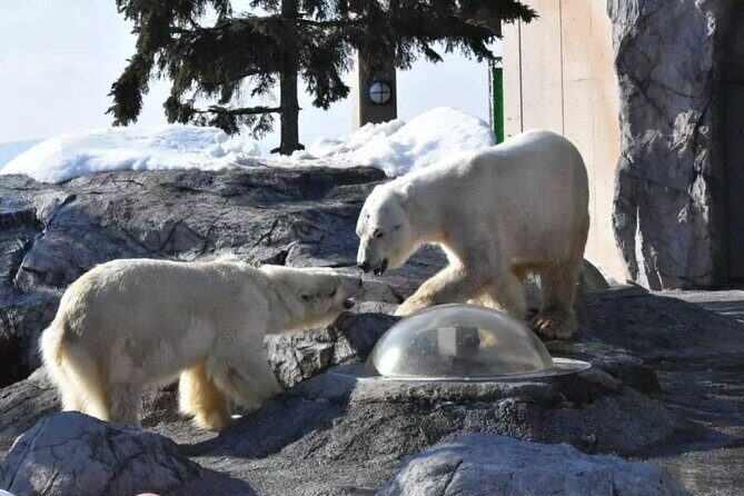 Asahiyama Zoo, Shirahige Falls, Biei, and Blue Pond Day Tour - Asahiyama Zoo: Japan’s Animal Innovator