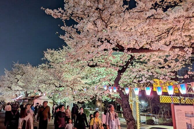 Asakusa: Night viewing of cherry blossom - Key Points