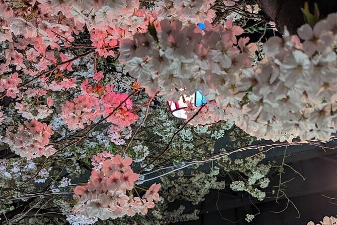 Asakusa: Night viewing of cherry blossom - The Journey Begins: An Overview of What to Expect