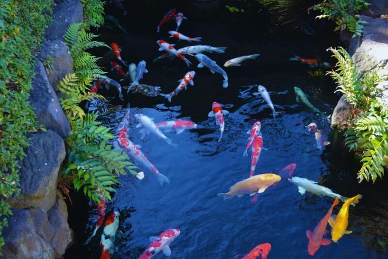 Asakusa Walk: Senso-ji, Nakamise & Local Gems - Introduction to the Tour