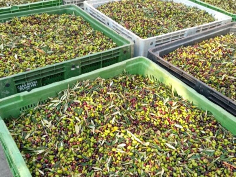 Ascoli Piceno: Olive Oil Tasting with local products - Who Should Consider This Tour?