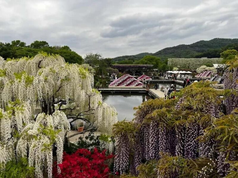 Ashikaga Flower Park Entry Ticket - Key Points
