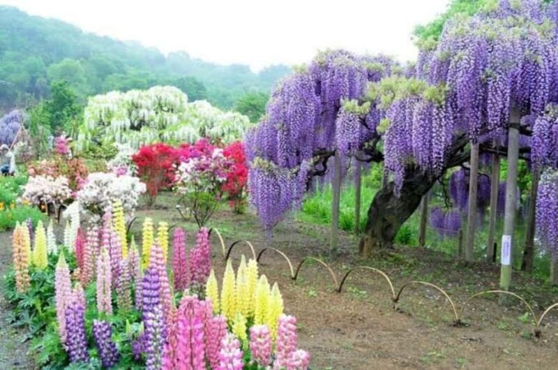 Ashikaga Flower Park Entry Ticket - Who Will Love This Tour?