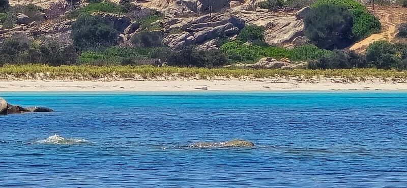 Asinara by Boat: Half-Day Morning Tour among crystal clear waters - Authentic and Value-Focused Experience