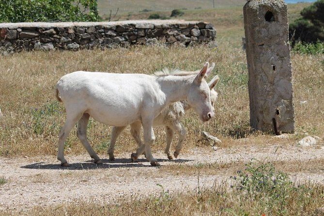ASINARA ISLAND-TOUR full day Minivan in the National Park - The Sum Up