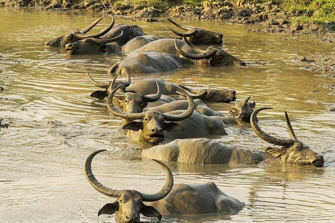 Assamese Food, Tea and Liquor experience with pick up in Guwahati - FAQ