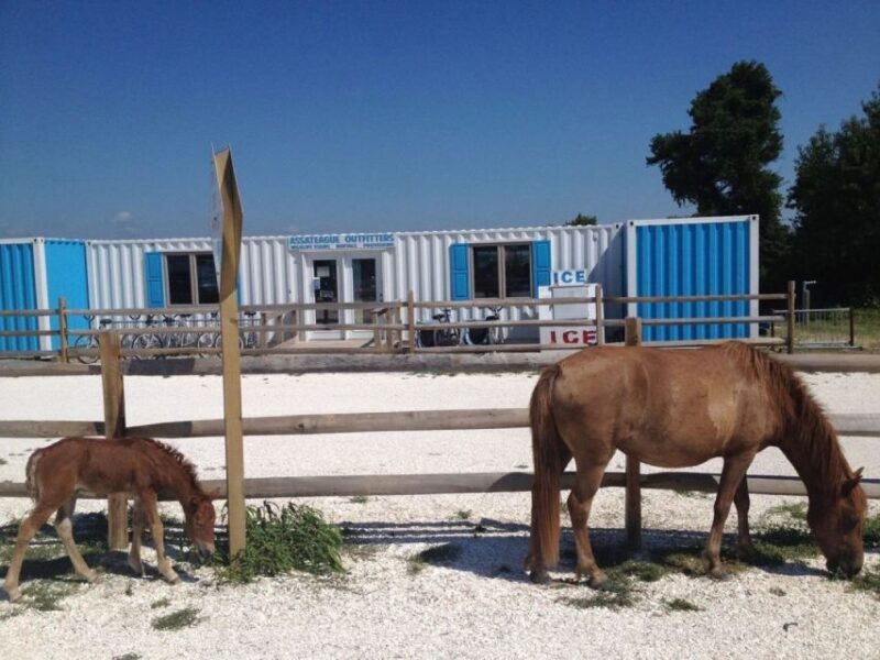 Assateague Island: Bike Rental from the Bayside Stand - An Overview of the Bike Rental Experience