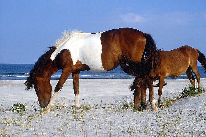 Assateague Island Cruise Departs from Ocean Pines - An In-Depth Look at the Assateague Island Cruise