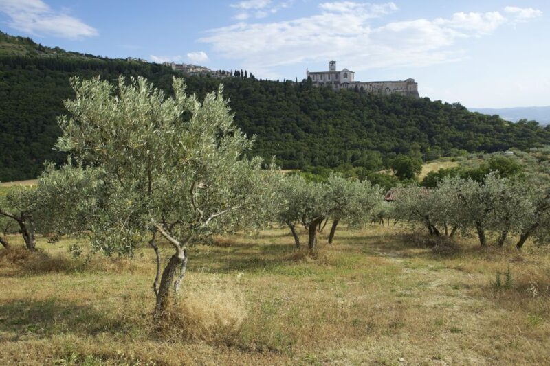 Assisi: Bosco di San Francesco Entry Ticket - Exploring the Bosco di San Francesco in Assisi: A Practical Review