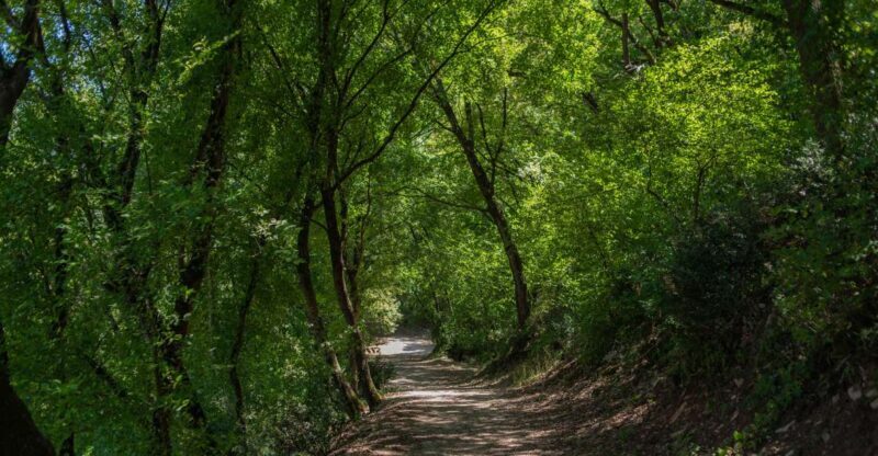 Assisi: Bosco di San Francesco Entry Ticket - Who Should Consider Visiting