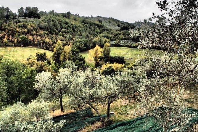 Assisi, Deruta & organic gourmet lunch at the olive oil farmhouse from SIENA - Who is This Tour Best For?