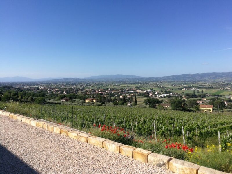 Assisi: Organic Balsamic Vinegar, Olive Oil & Wine Tour - A Closer Look at the Itinerary