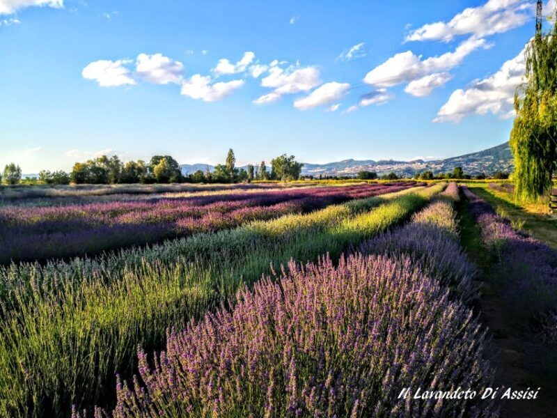 Assisi Rental Vespa '150cc - full day - Key Points