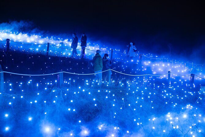 Astra Lumina Night Walk at Currumbin Wildlife Sanctuary - The Cost and Value