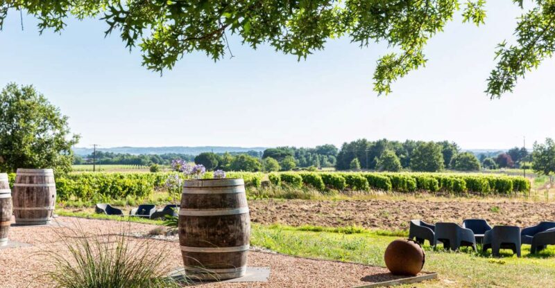 At the gates of Toulouse: from the vine to the cellar - A Scenic and Educational Journey into French Winemaking