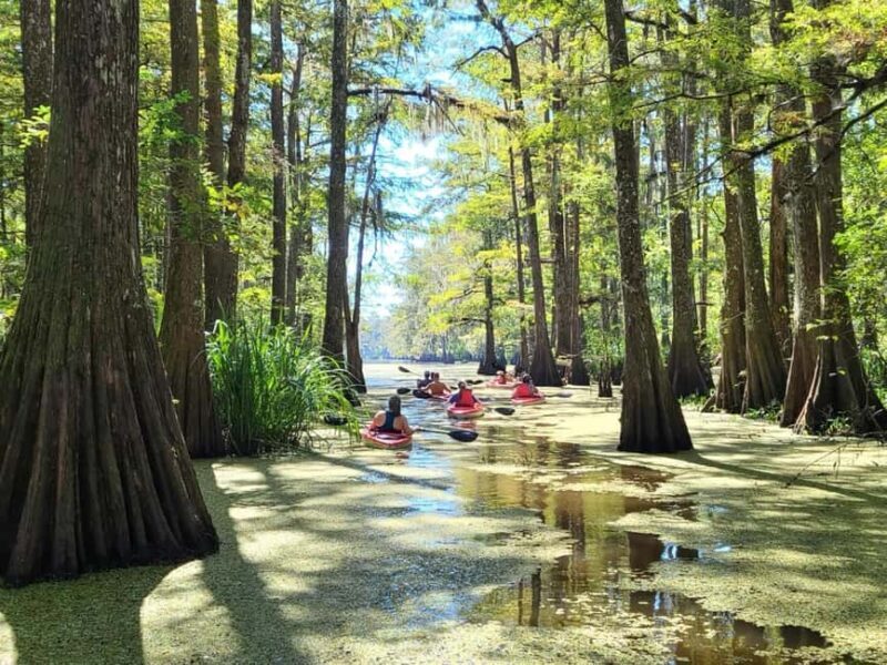Atchafalaya Basin: 2.5 Hr. Guided Kayak Tour - What to Expect from the Kayak Tour