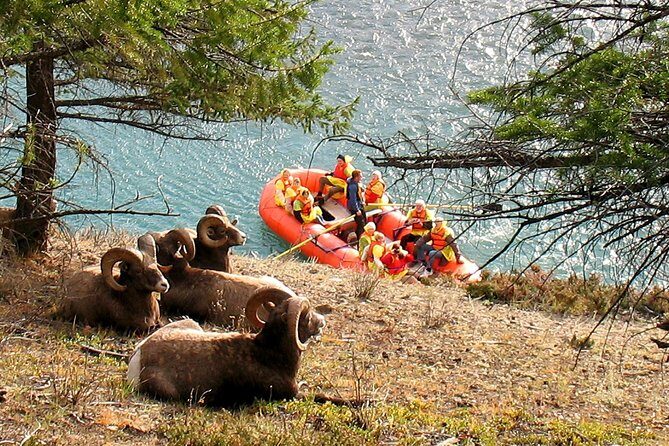 Athabasca River Easy Scenic Raft Trip - What to Expect on the Day
