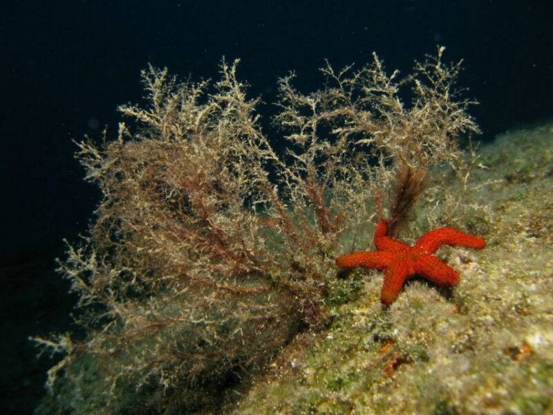 Athens: Adventure Dives in Nea Makri for Certified Divers - What Travelers Are Saying