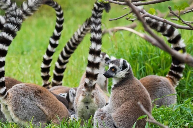 Athens: Attica Zoological Park & Athens National Garden Trip - Who Would Enjoy This Tour?