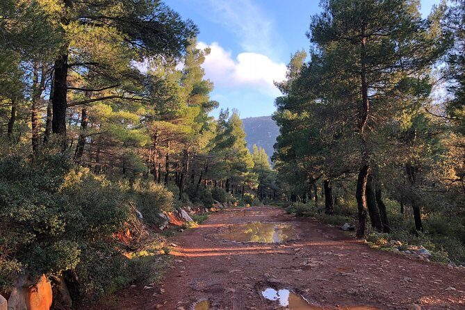 Athens Backcountry Shore Excursion to Parnitha Mountain - A Journey Into Greece’s Green Heart