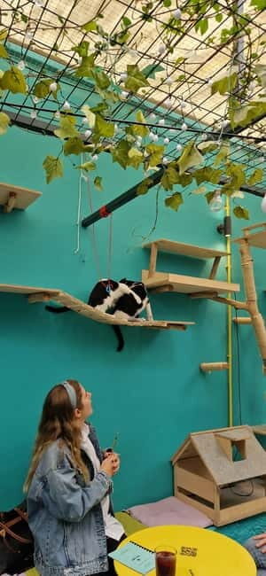 Athens: Cat Cafe Visit with Drink and Sweet - Key Points