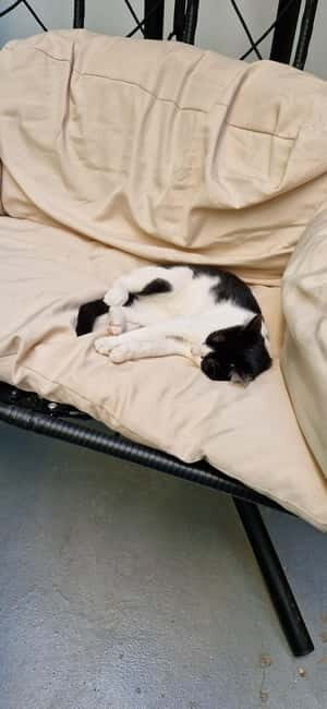 Athens: Cat Cafe Visit with Drink and Sweet - An Introduction to Athens’ Unique Cat Café Experience