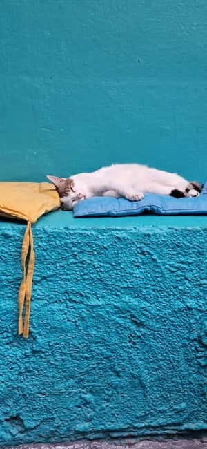 Athens: Cat Cafe Visit with Drink and Sweet - The Food and Drink: More Than Just a Bonus