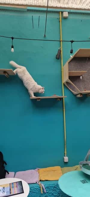 Athens: Cat Cafe Visit with Drink and Sweet - The Educational and Community Aspect