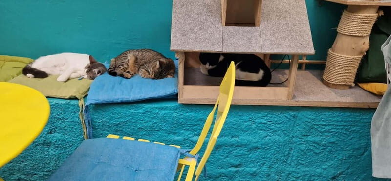 Athens: Cat Cafe Visit with Drink and Sweet - The Practicalities: What You Need to Know