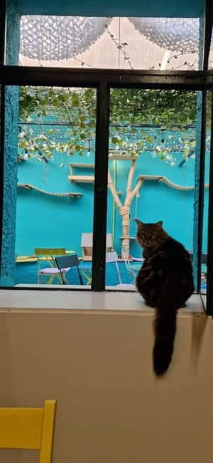 Athens: Cat Cafe Visit with Drink and Sweet - What Reviewers Are Saying