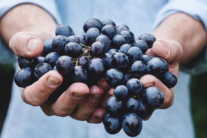 Athens Private Wine Tasting Tour - Dionysian Grapes - Exploring the Athens Private Wine Tasting Tour in Detail